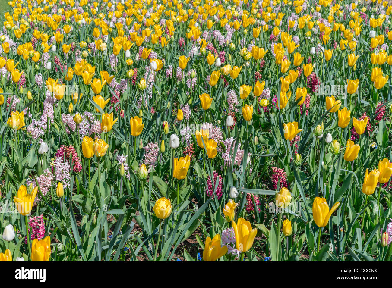 Colorful spring lawn with mix of flowers in garden Stock Photo - Alamy