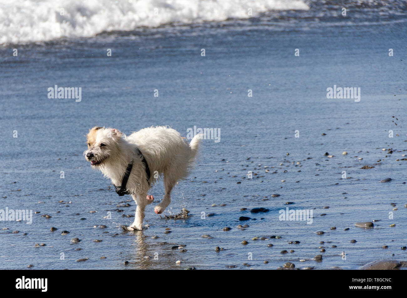 little white dog running playing with the waves of the sea Stock Photo ...