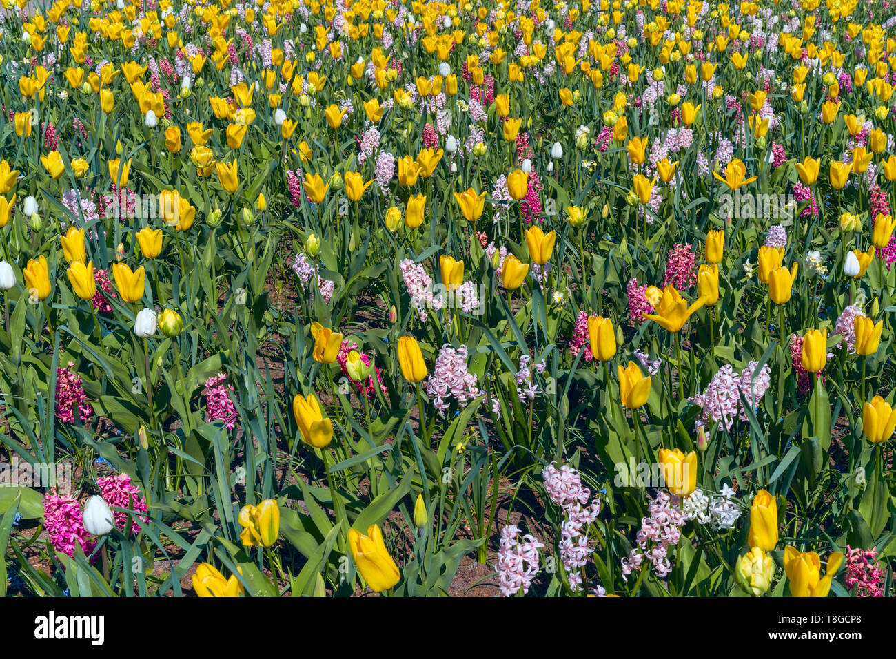 Spring flower mix white hi-res stock photography and images - Alamy