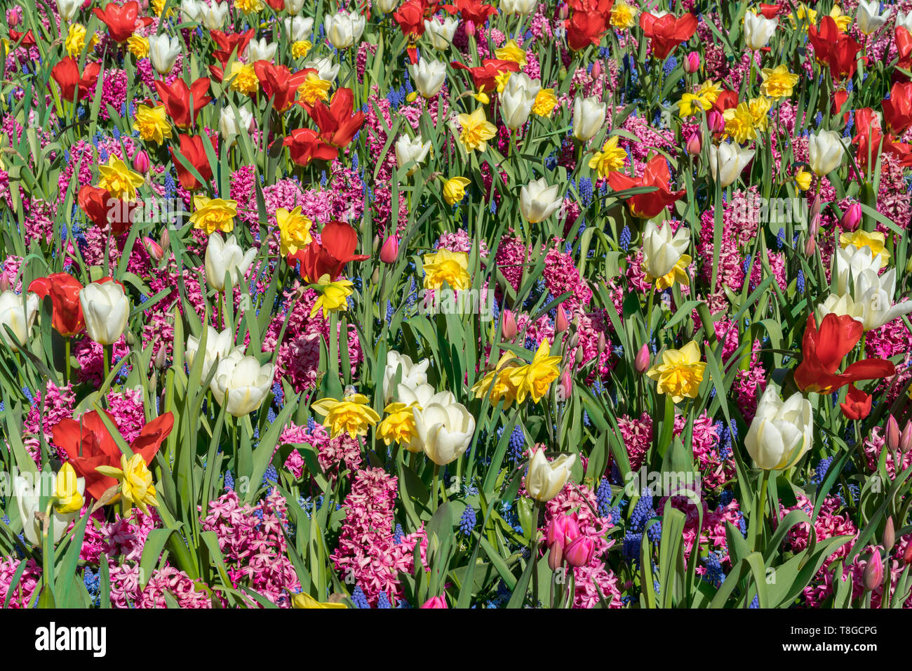 Colorful spring lawn with mix of flowers in garden Stock Photo - Alamy