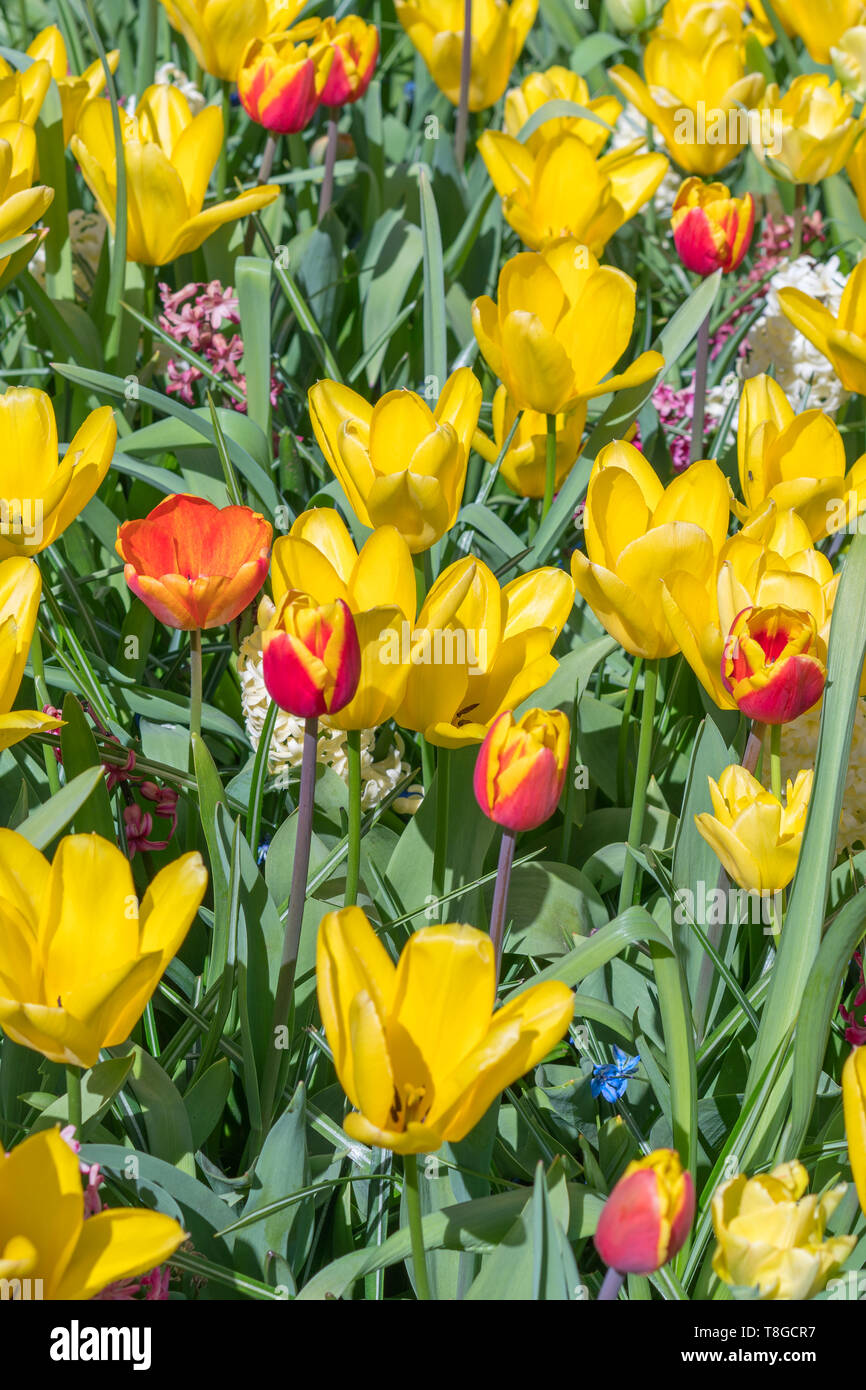 Field flower mix hi-res stock photography and images - Alamy