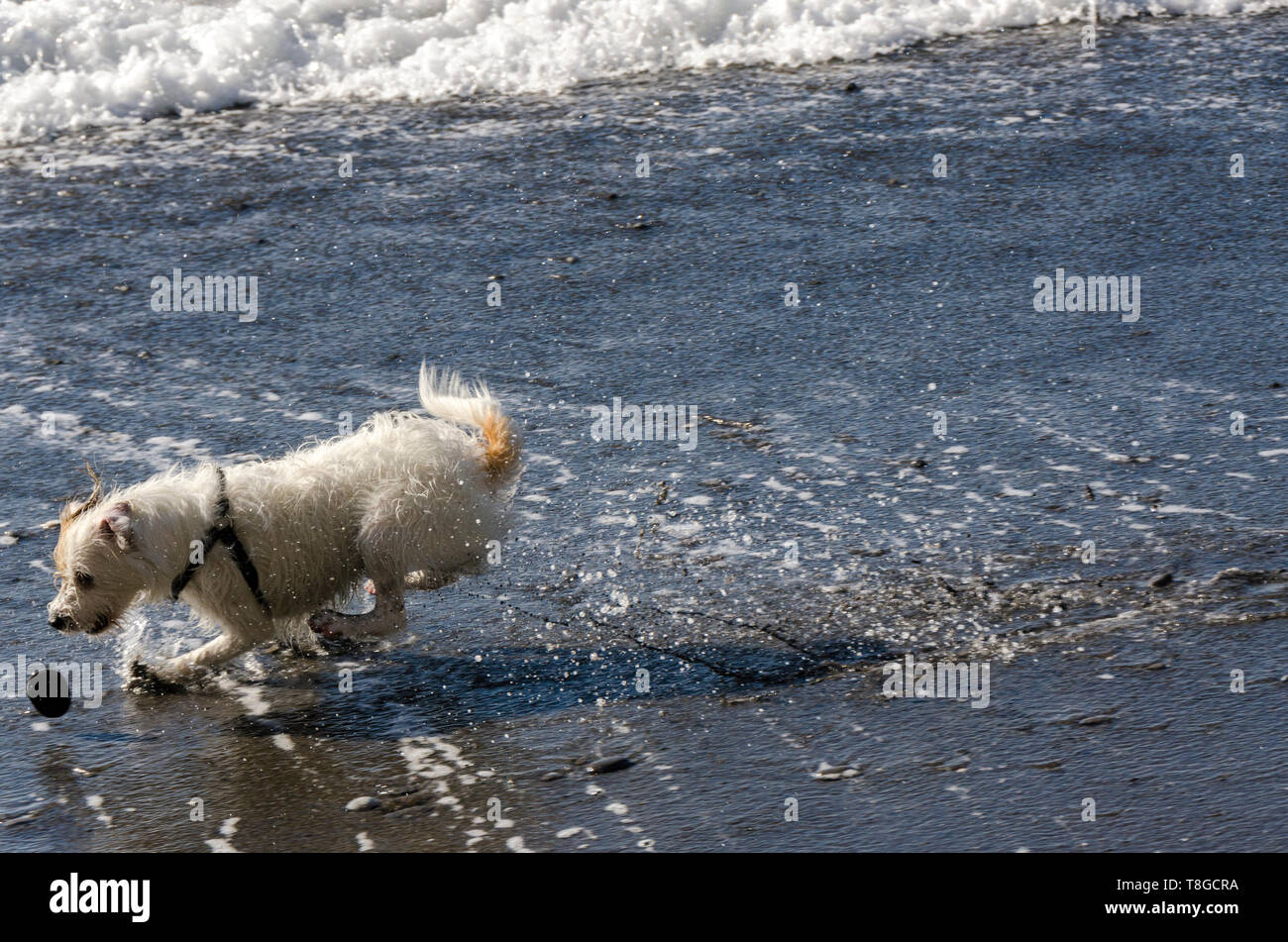 little white dog running playing with the waves of the sea Stock Photo ...