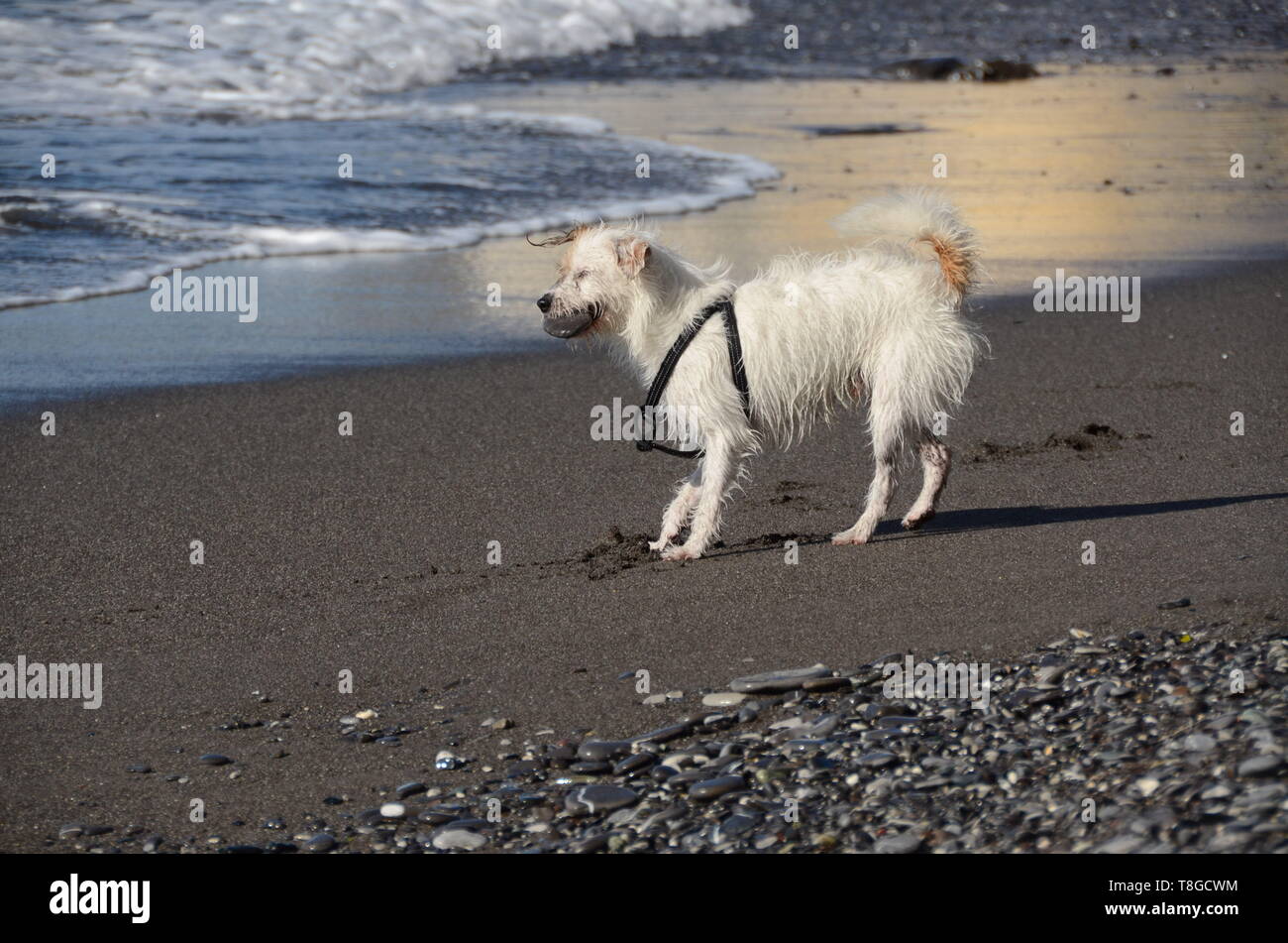 little white dog running playing with the waves of the sea Stock Photo ...