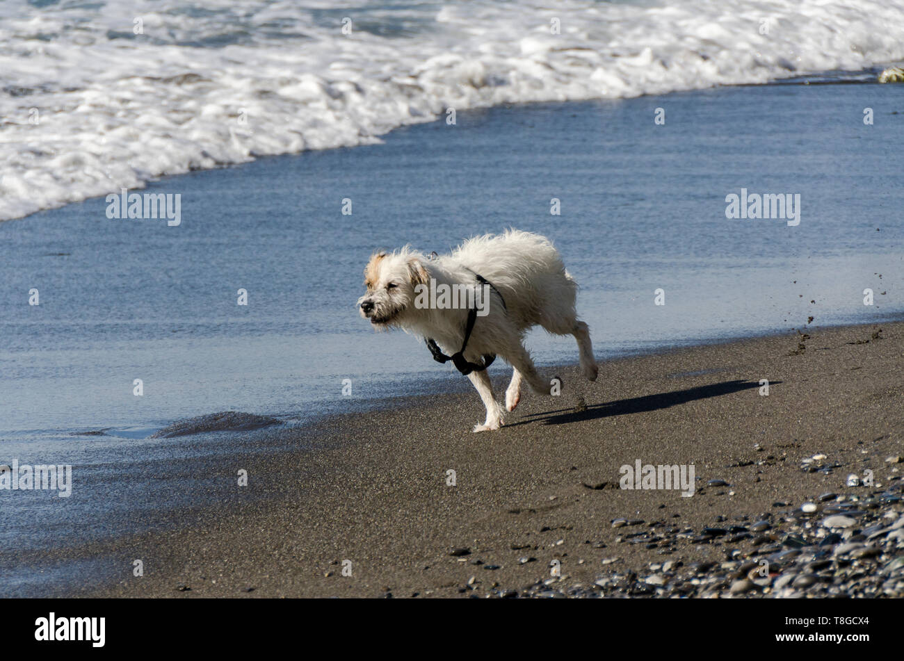 little white dog running playing with the waves of the sea Stock Photo ...