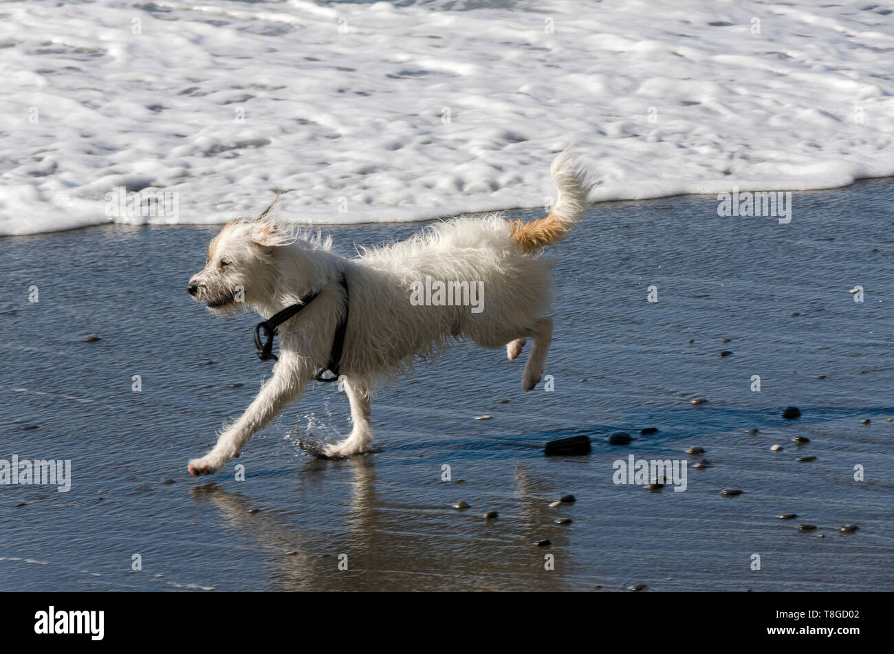little white dog running playing with the waves of the sea Stock Photo ...