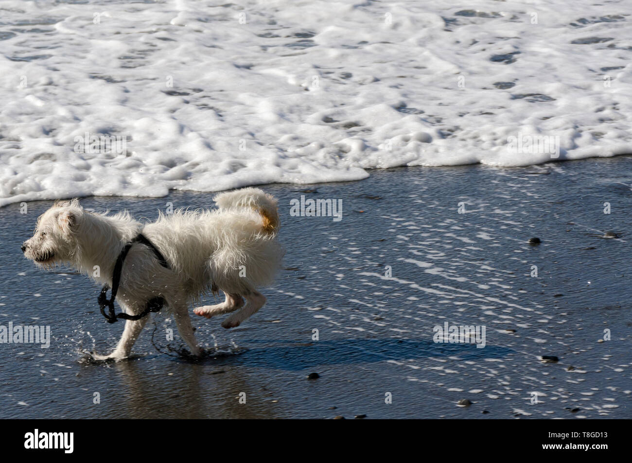 little white dog running playing with the waves of the sea Stock Photo ...
