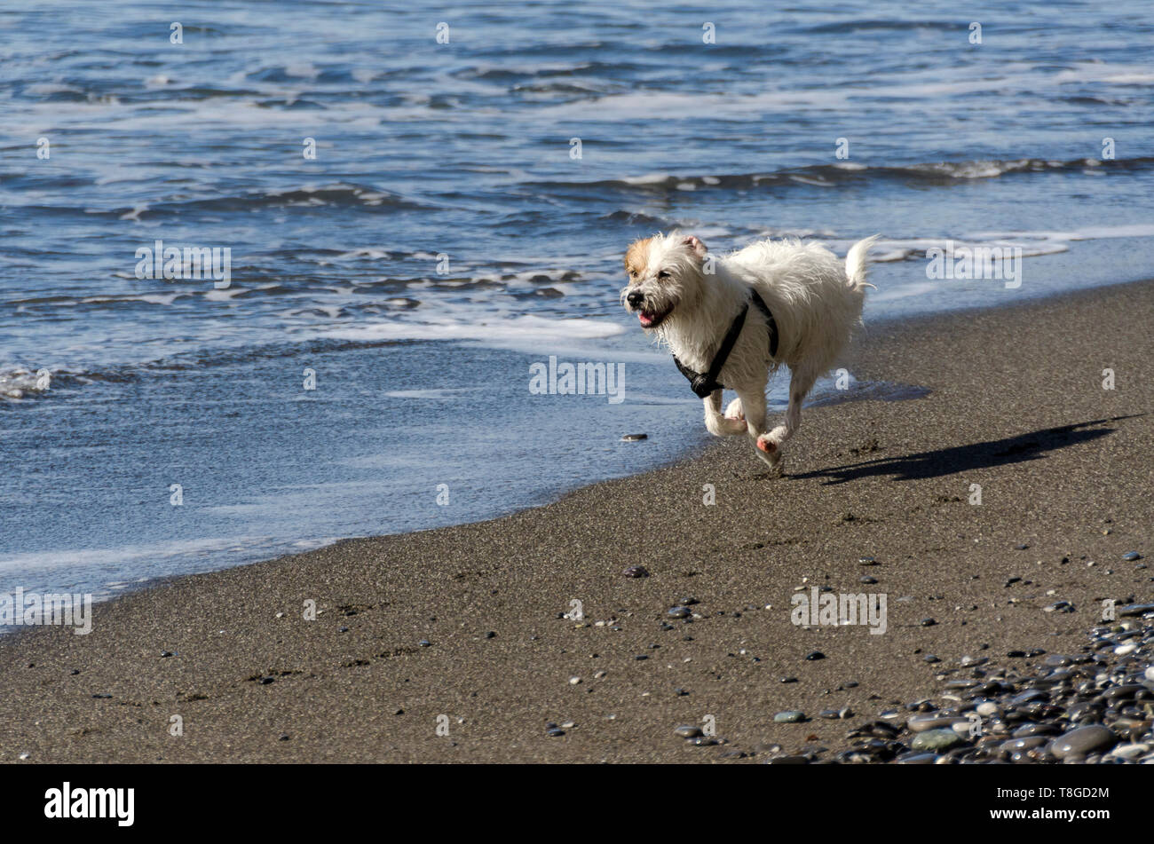 little white dog running playing with the waves of the sea Stock Photo ...