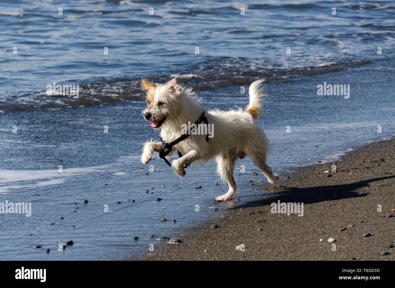 little white dog running playing with the waves of the sea Stock Photo ...