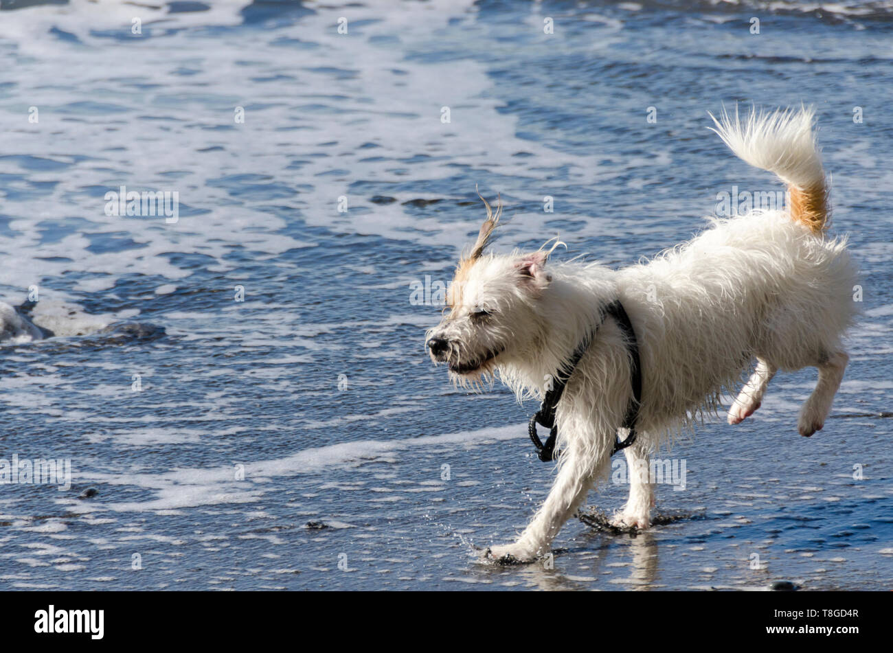 little white dog running playing with the waves of the sea Stock Photo ...