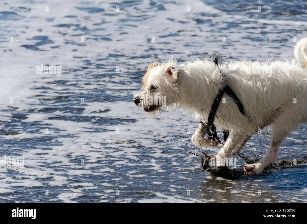 little white dog running playing with the waves of the sea Stock Photo ...
