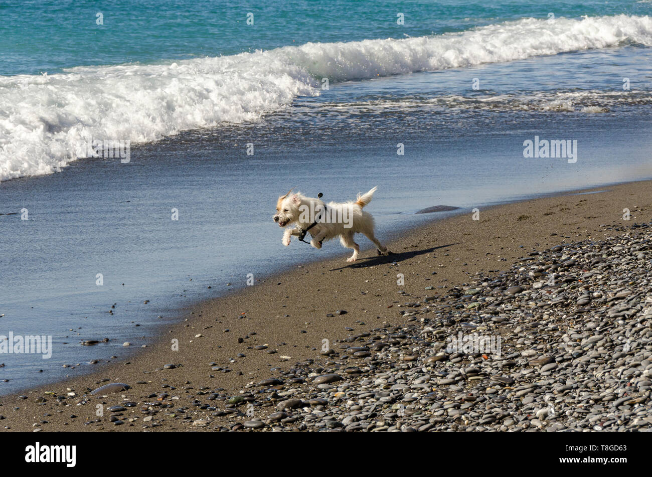 little white dog running playing with the waves of the sea Stock Photo ...