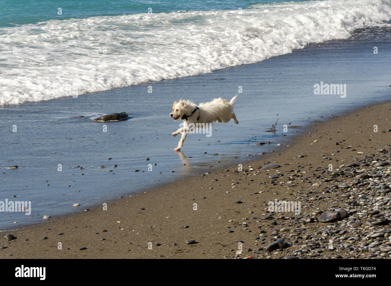 little white dog running playing with the waves of the sea Stock Photo ...