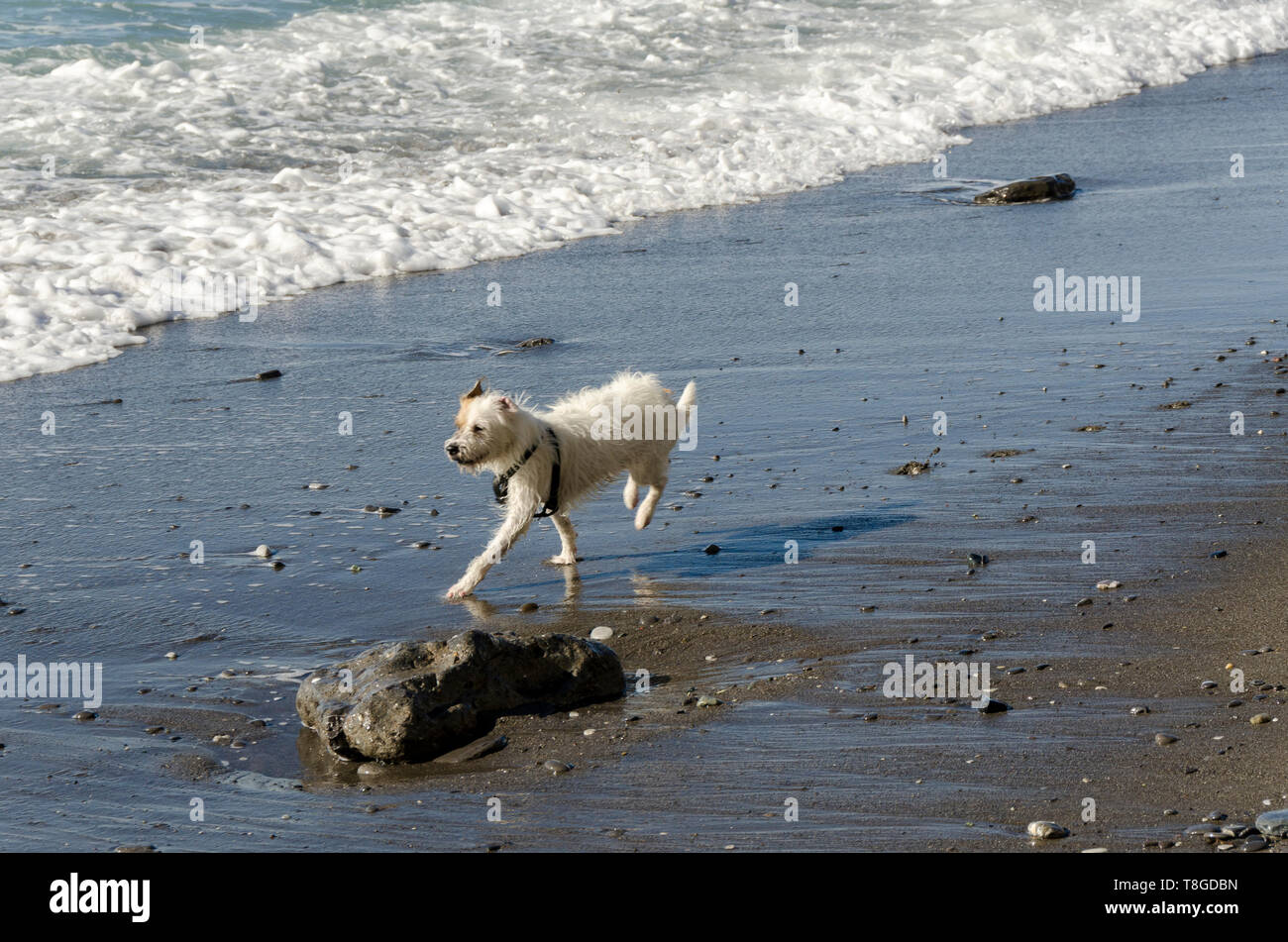 little white dog running playing with the waves of the sea Stock Photo ...