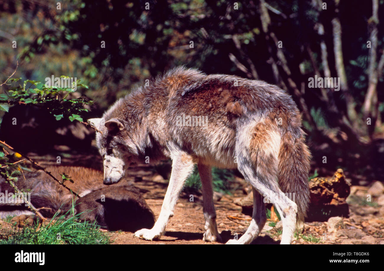 Parc des loupes hi-res stock photography and images - Alamy