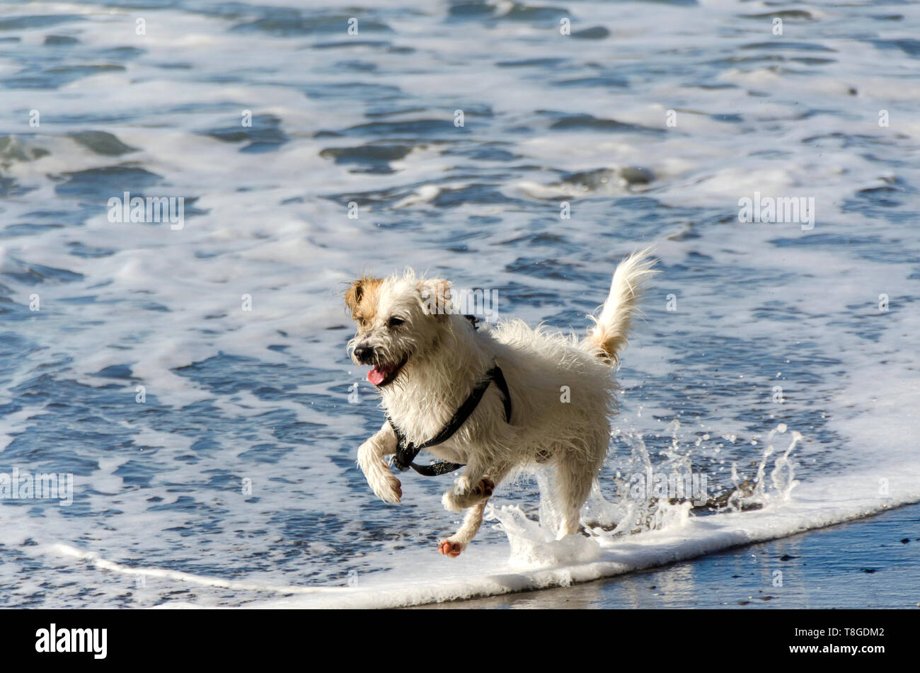 little white dog running playing with the waves of the sea Stock Photo ...