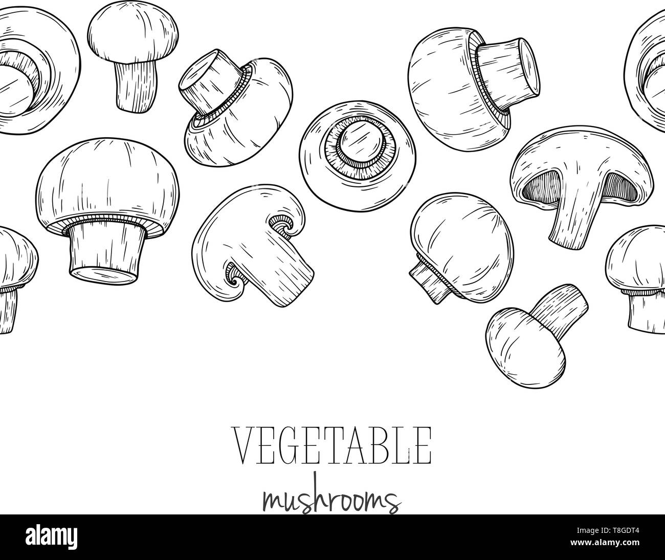 Mushroom, champignon isolated on white background. Vector illustration ...