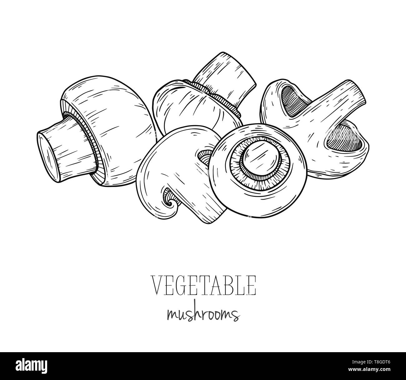 Mushroom, champignon isolated on white background. Vector illustration ...