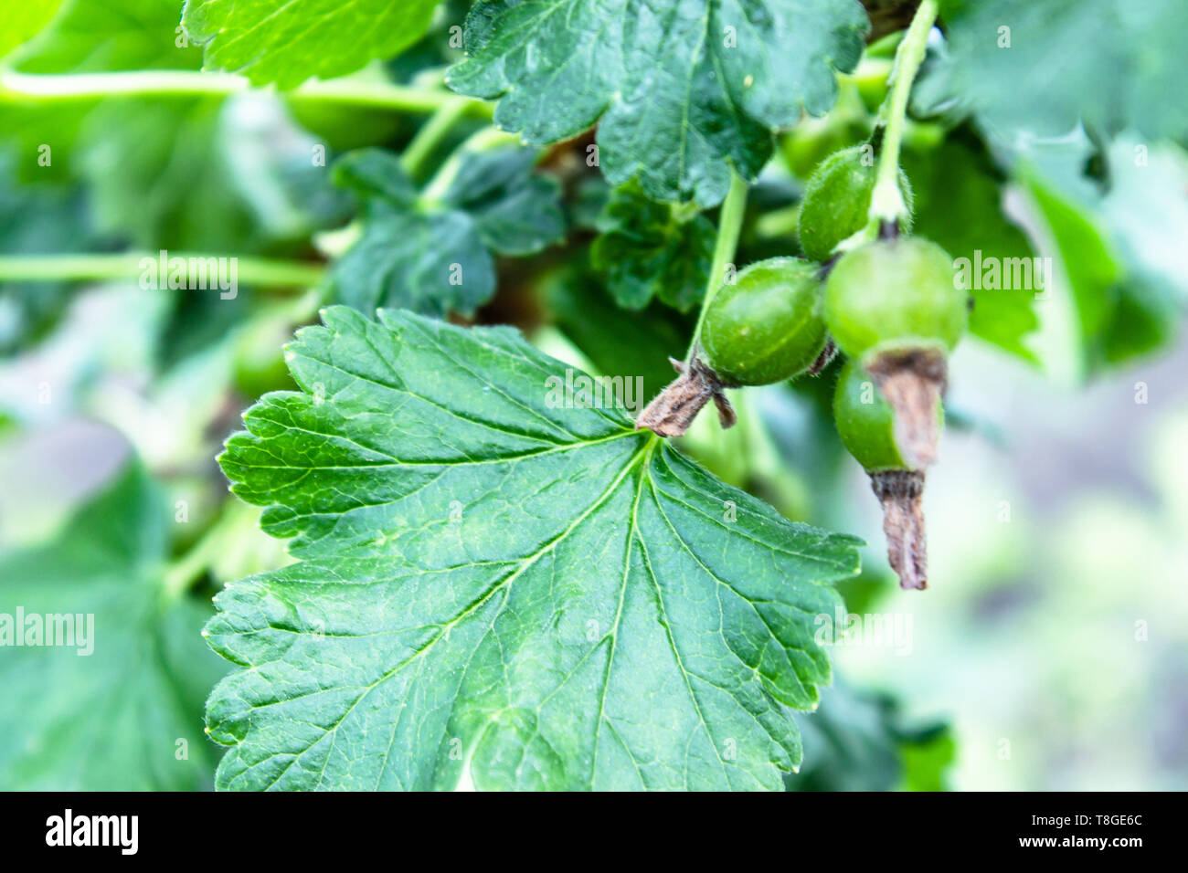 Small green currant berries on a branch. Close-up Stock Photo - Alamy