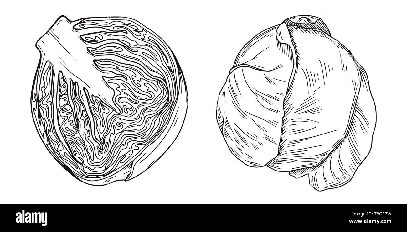 Cabbage illustration hi-res stock photography and images - Alamy