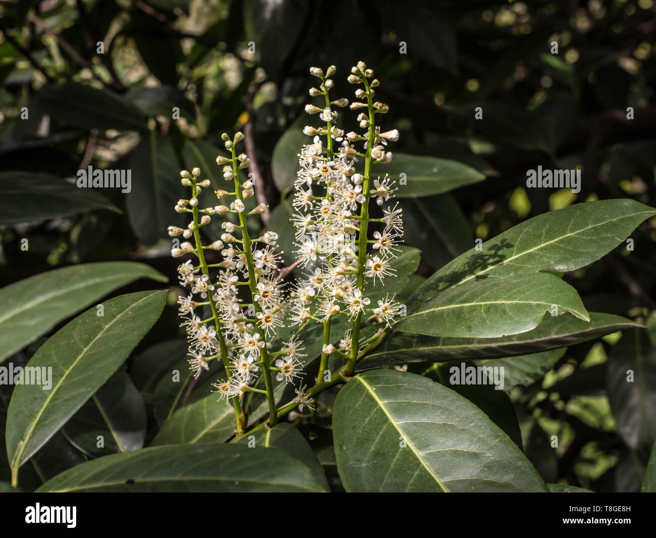 Dark green leaves and white flowers of cherry laurel / Prunus ...