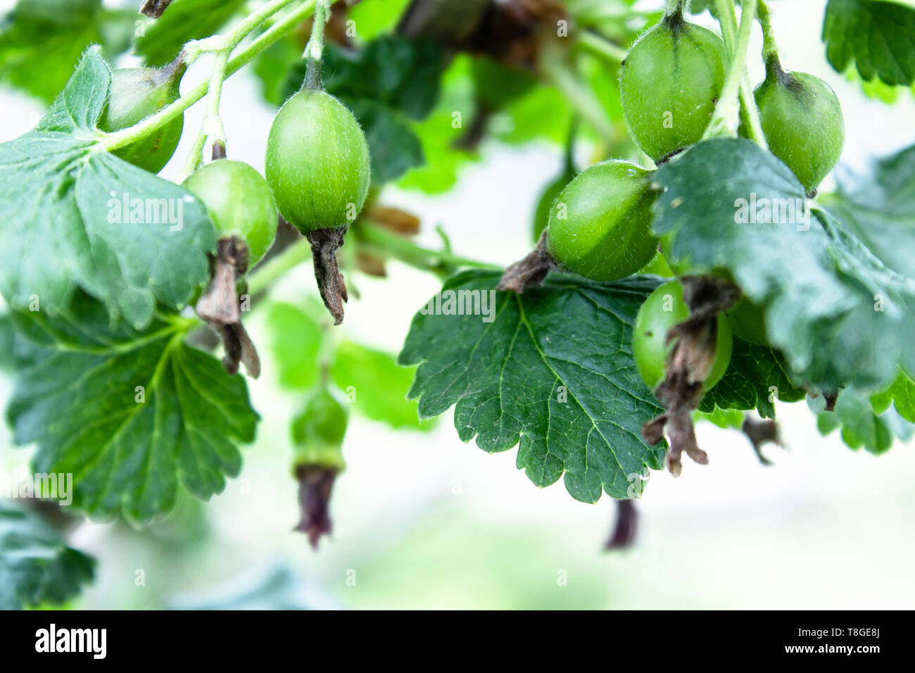 Small green berries hi-res stock photography and images - Alamy