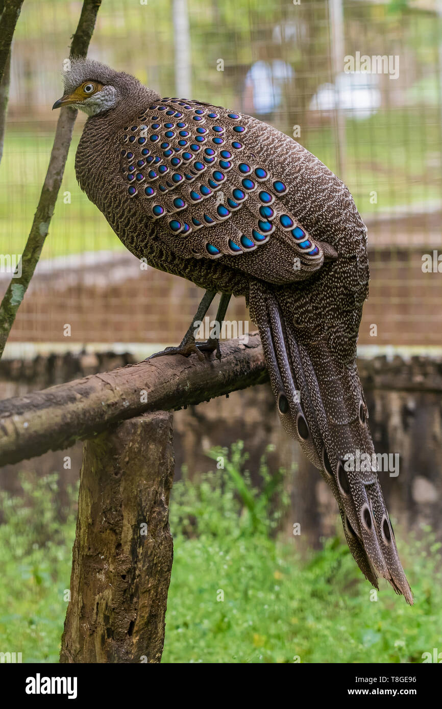 Peacock in cage hi-res stock photography and images - Alamy