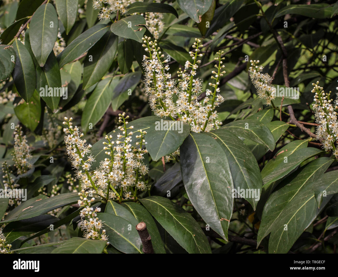 Dark green leaves and white flowers of cherry laurel / Prunus ...