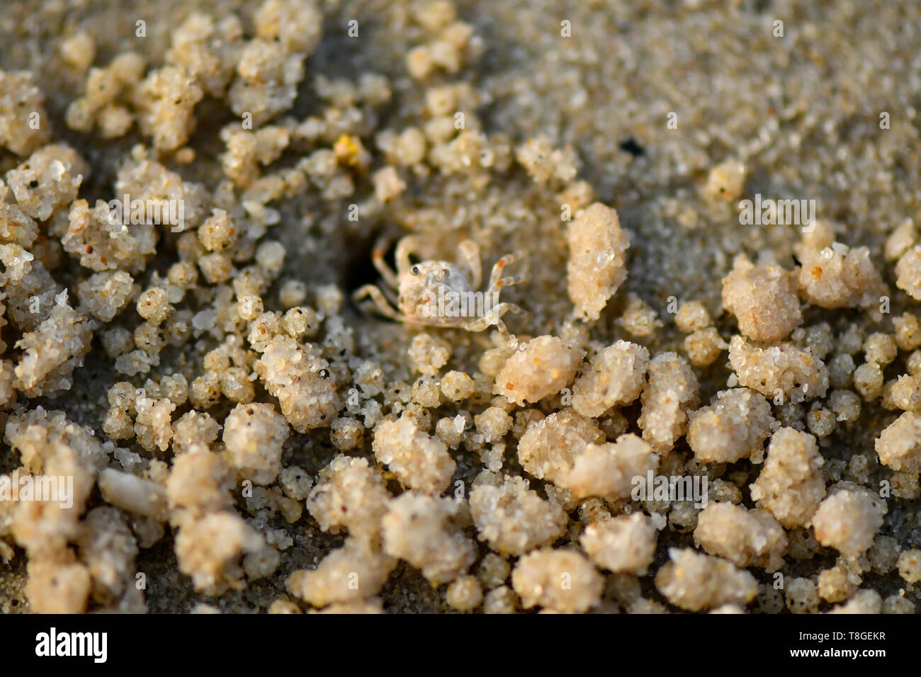Crab texture hi-res stock photography and images - Alamy