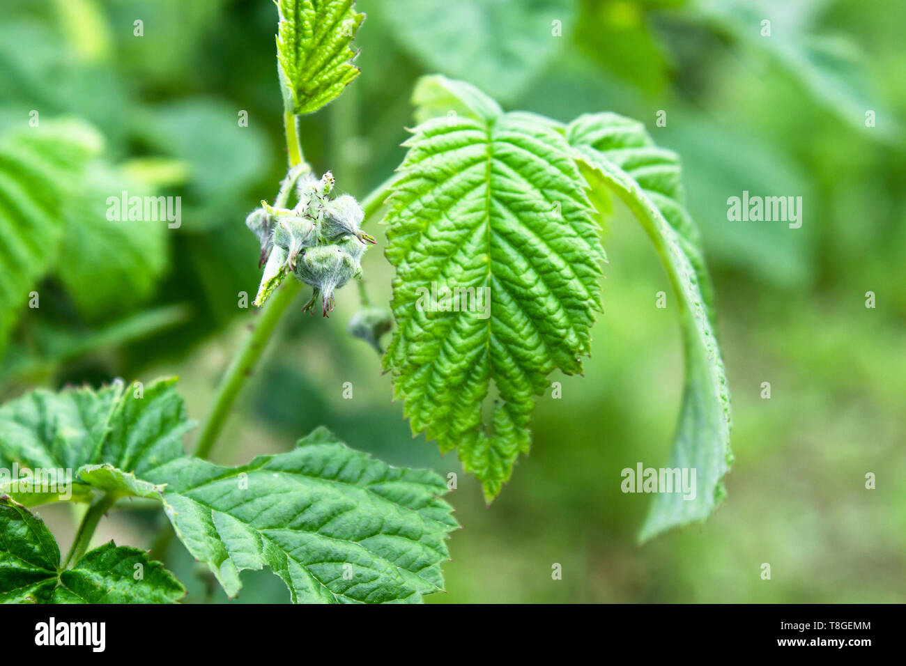Raspberry buds hi-res stock photography and images - Alamy