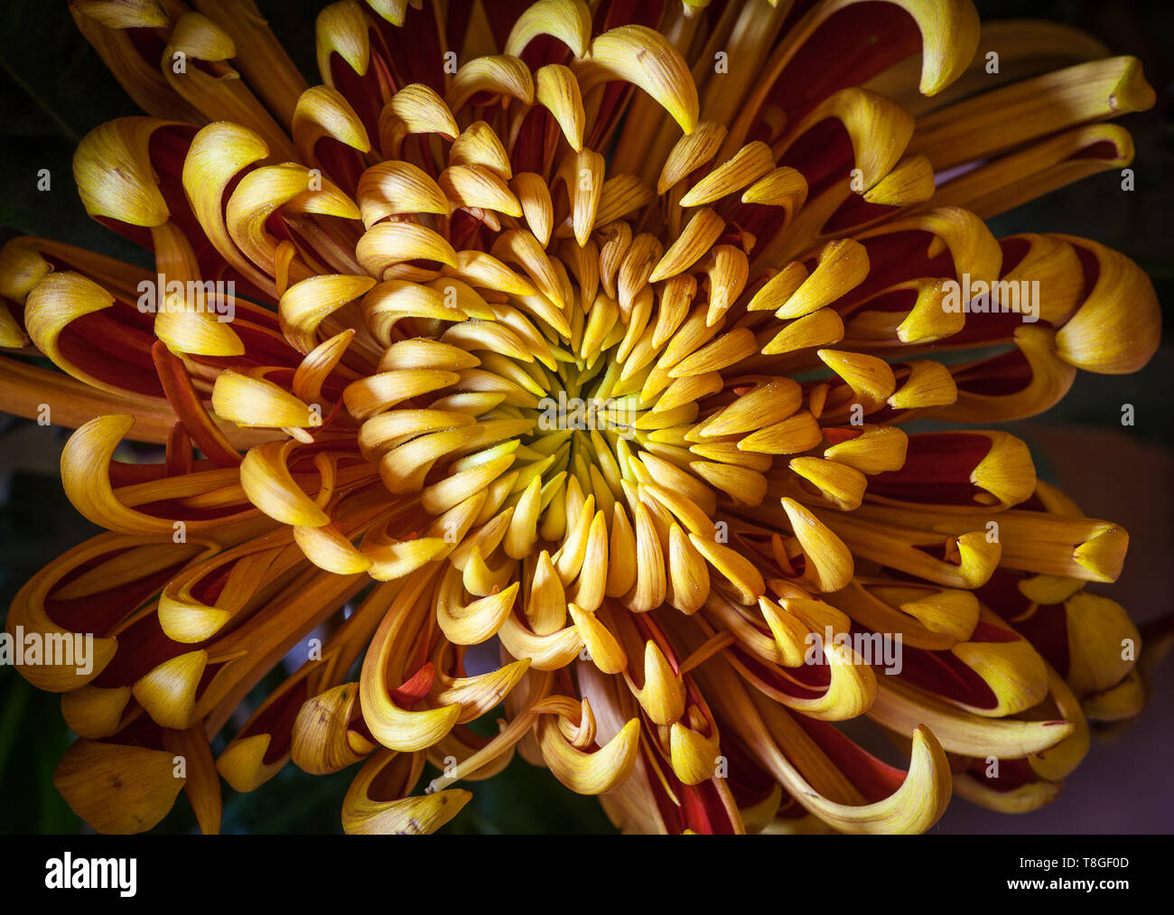 close up macro of large chrysanthemum head on dark background full ...