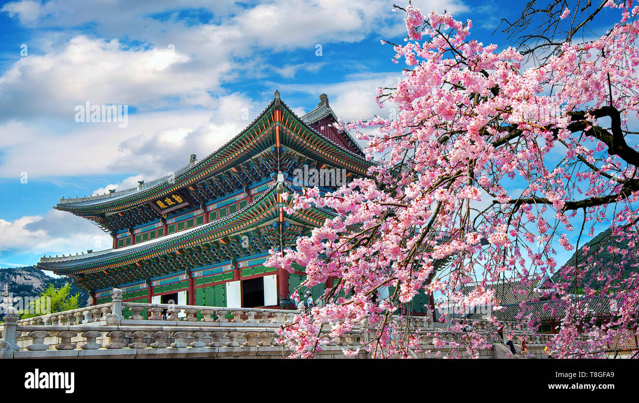 Cherry blossoms in spring, Seoul in Korea Stock Photo - Alamy