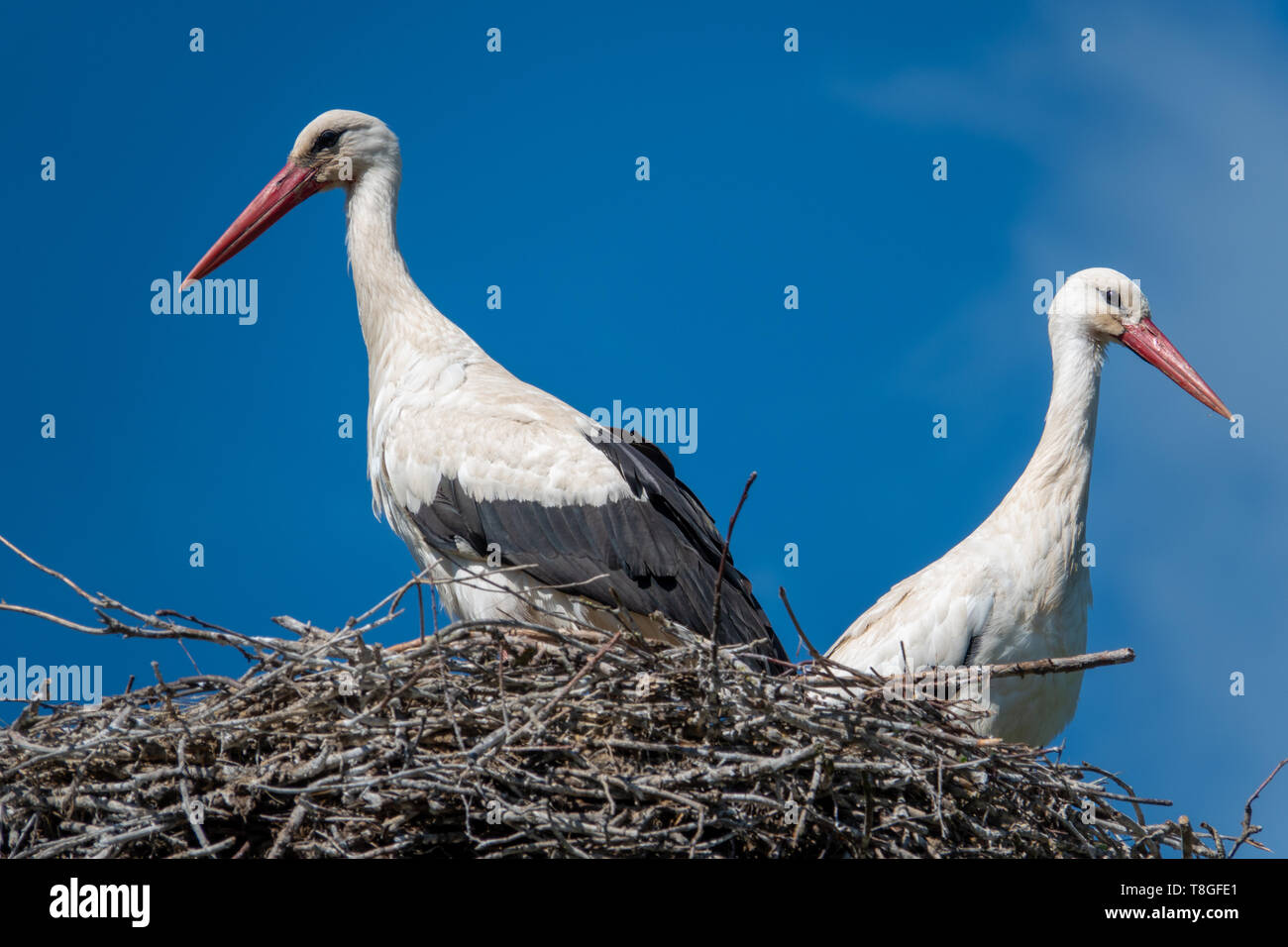 a couple of storks are standing in a nest when the weather is nice and ...