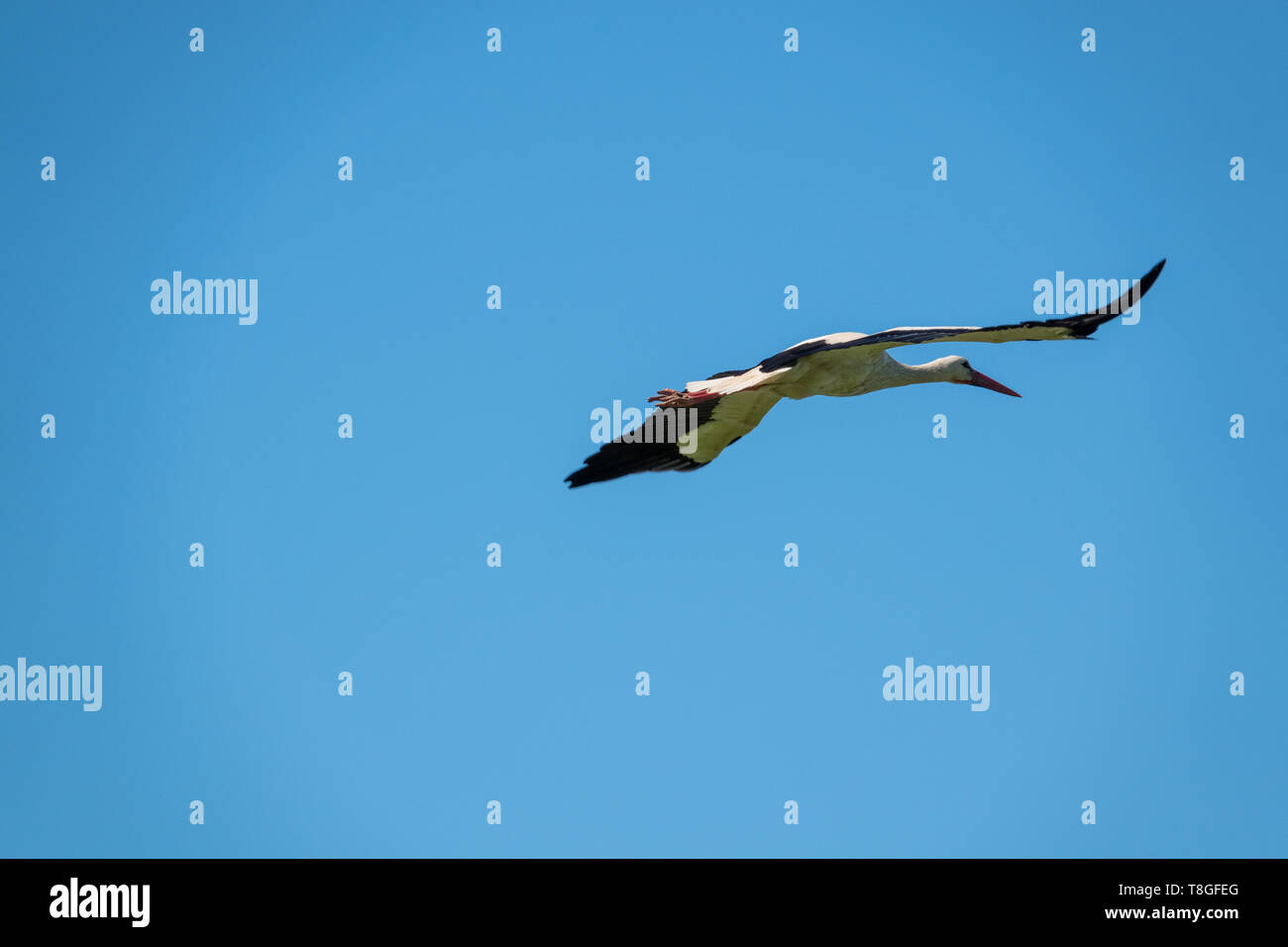 Stork flies high in hi-res stock photography and images - Alamy