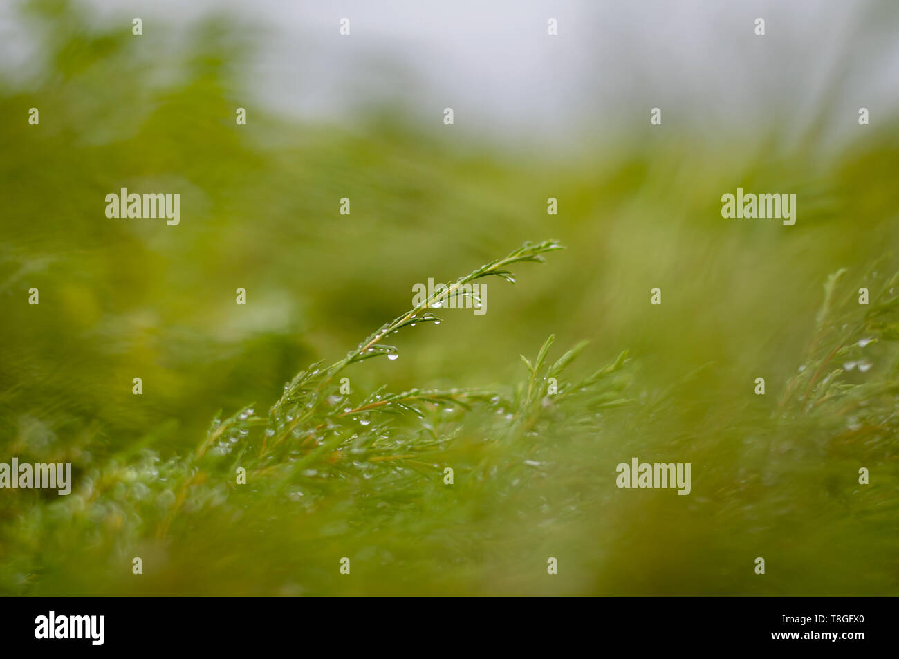Plants fresh after the rain Stock Photo - Alamy