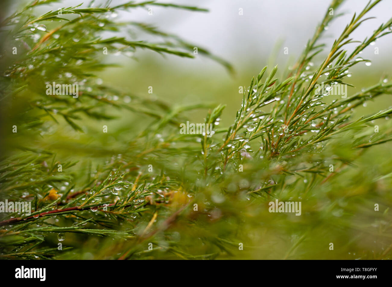 Plants fresh after the rain Stock Photo - Alamy