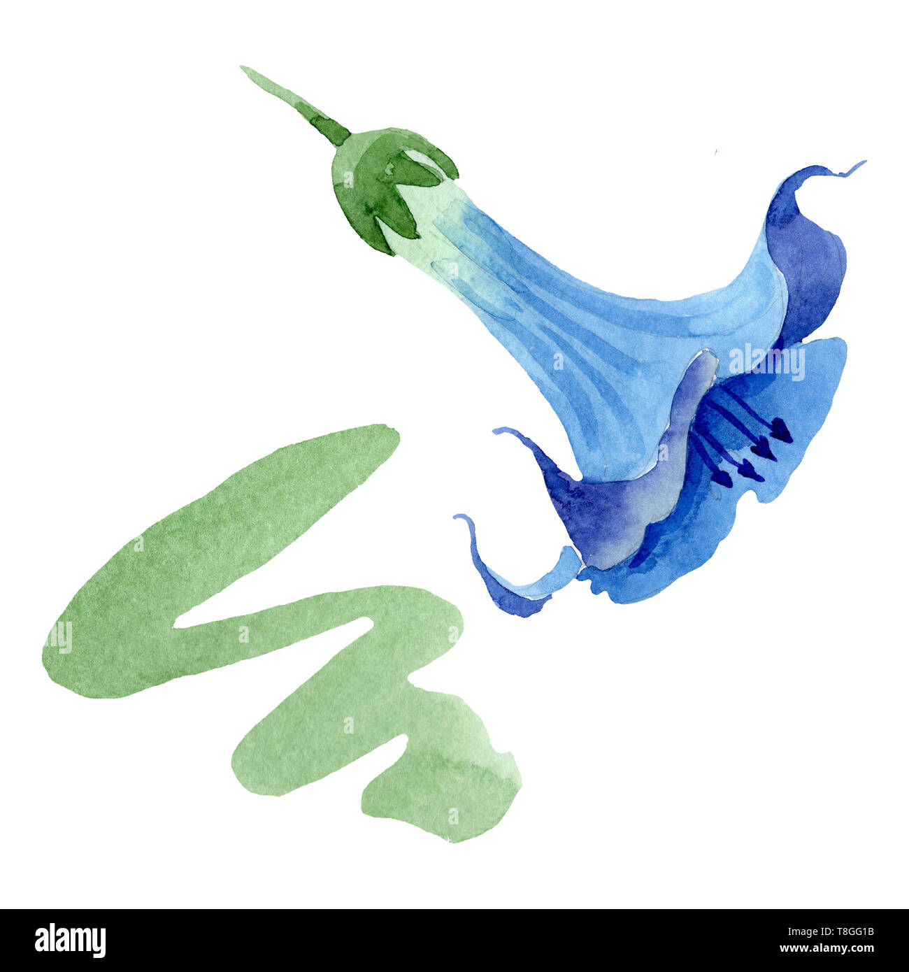 Blue brugmansia floral botanical flowers. Watercolor background set ...
