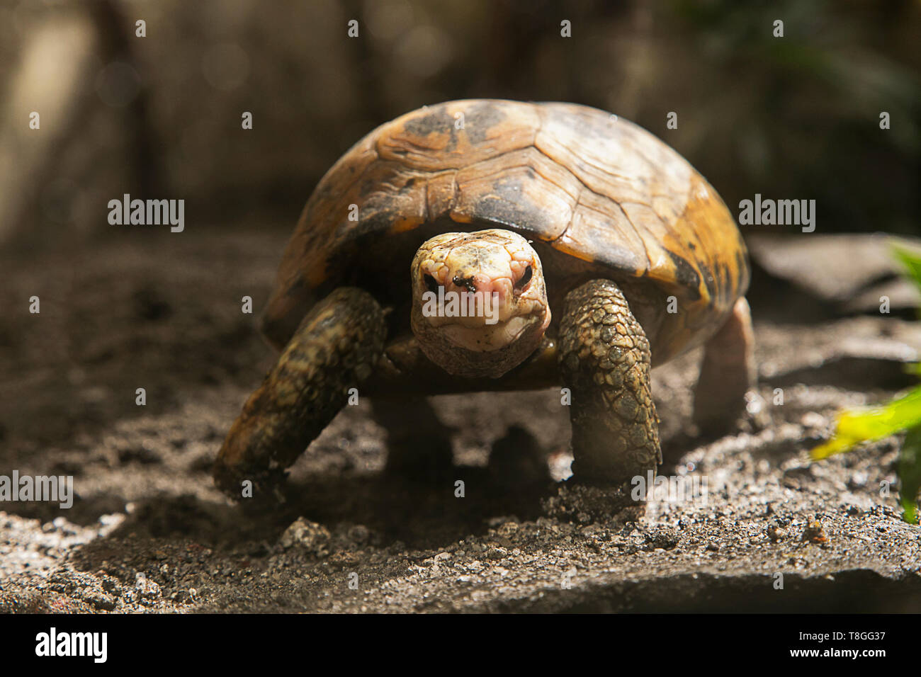 Endangered turtles hi-res stock photography and images - Alamy