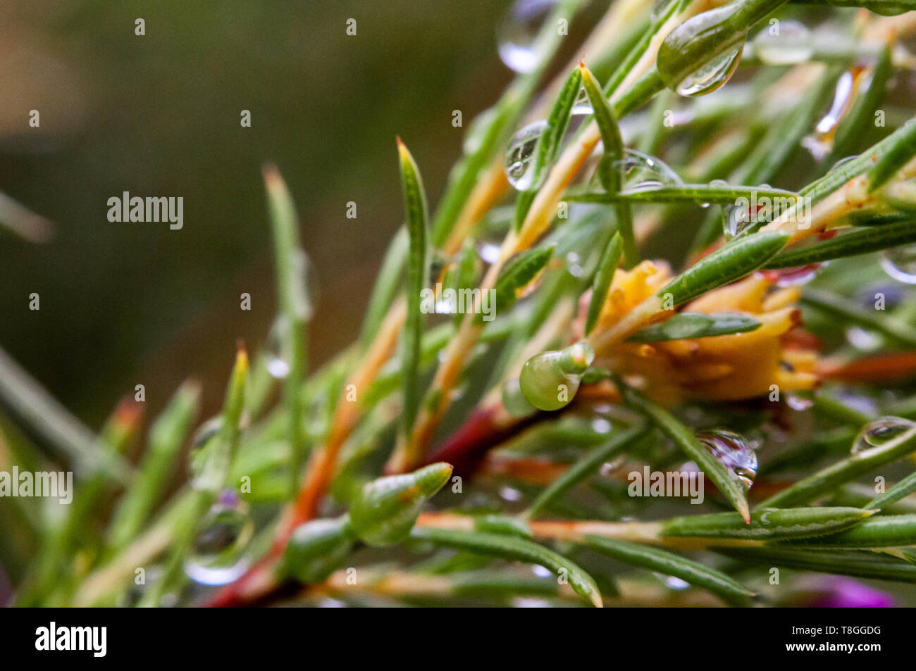 Plants fresh after the rain Stock Photo - Alamy