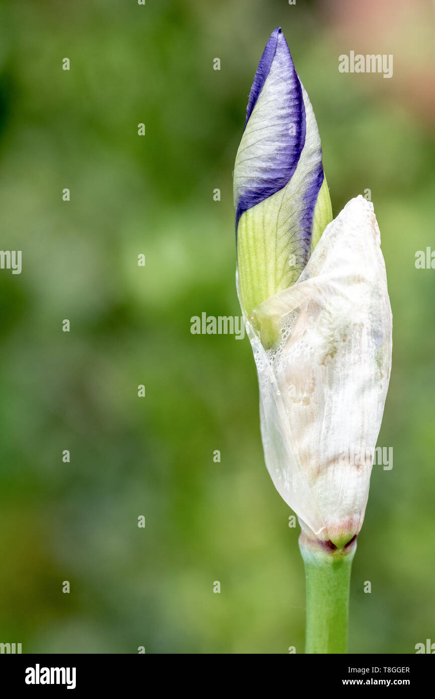 Bearded Iris plants still in bud in the walled gardens of Hidcote ...