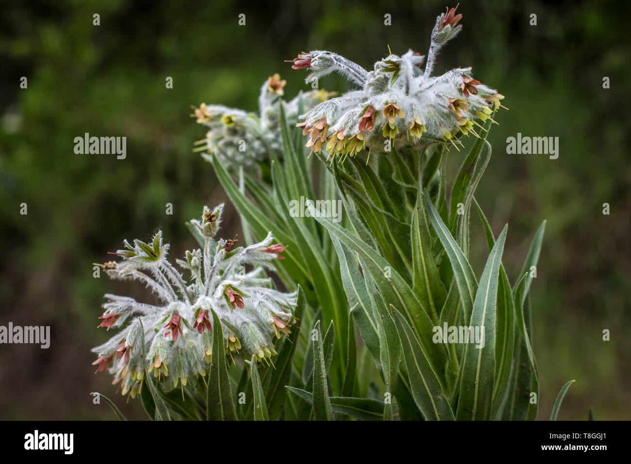 Endemic and rare step plant Rindera umbellata in flower Stock Photo - Alamy