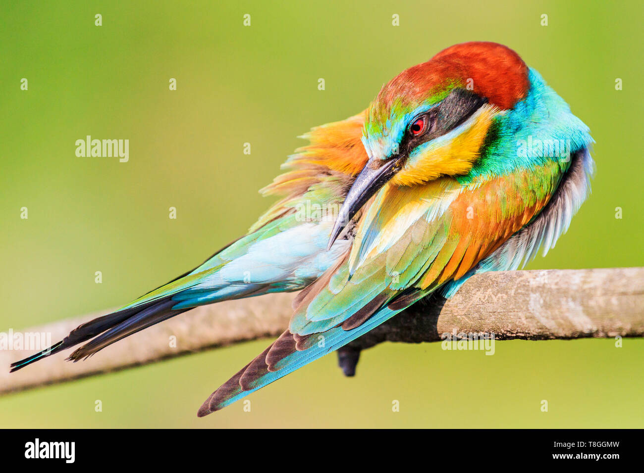 Butterfly two feathers hi-res stock photography and images - Alamy