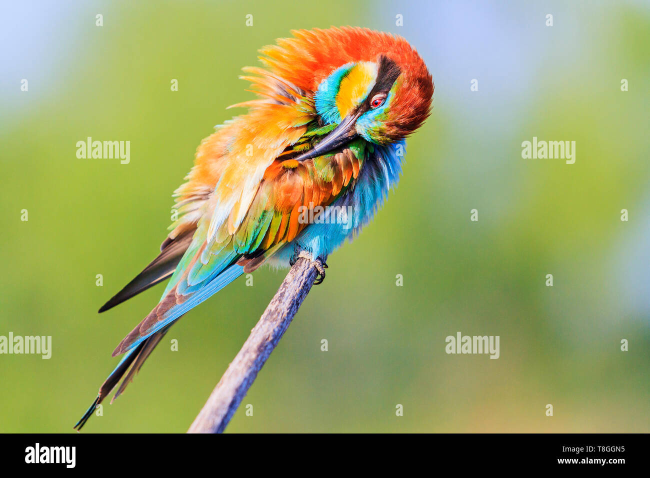 beautiful colorful bird cleans its feathers Stock Photo - Alamy