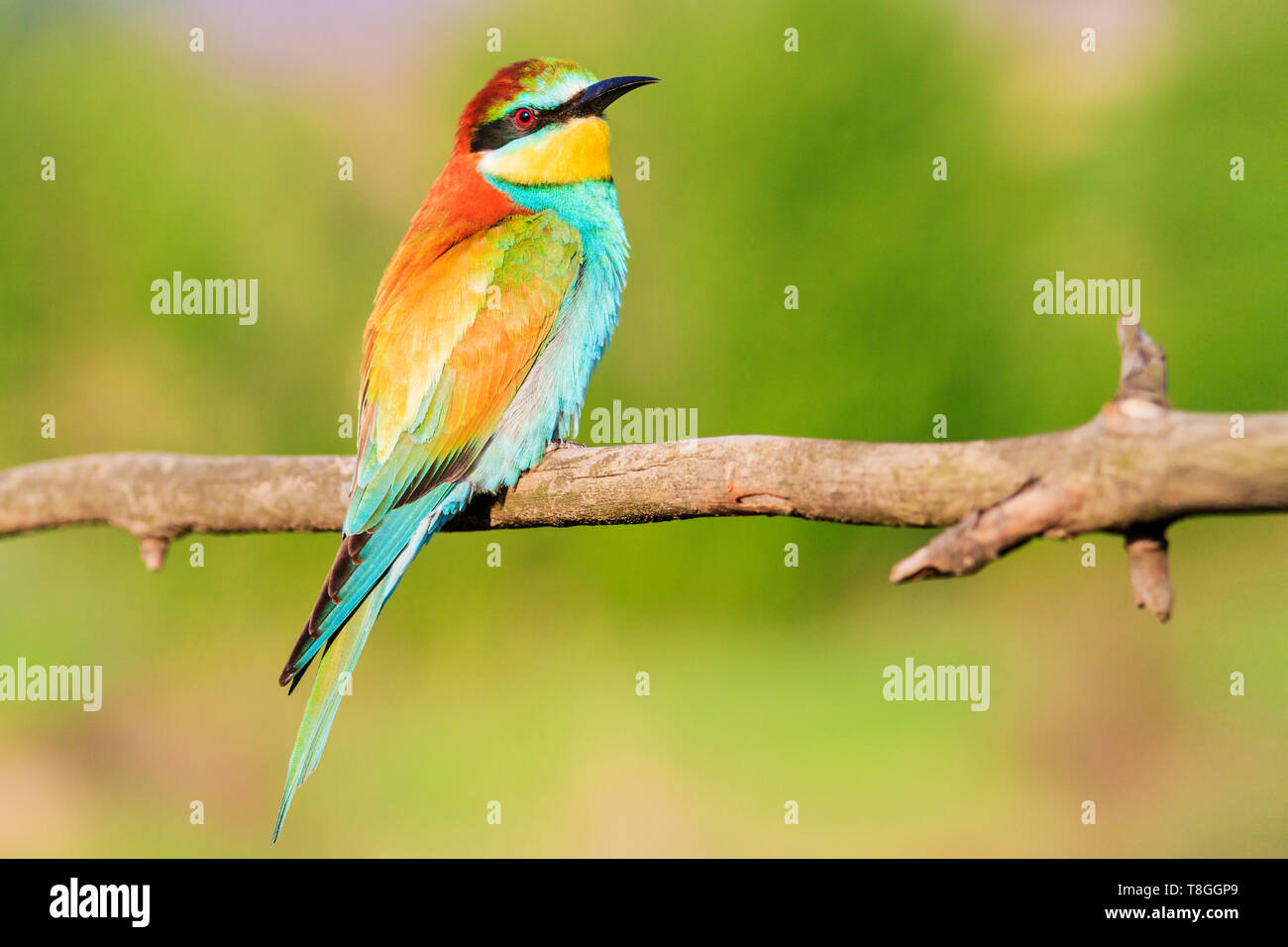 colorful beautiful bird sitting on a branch Stock Photo - Alamy