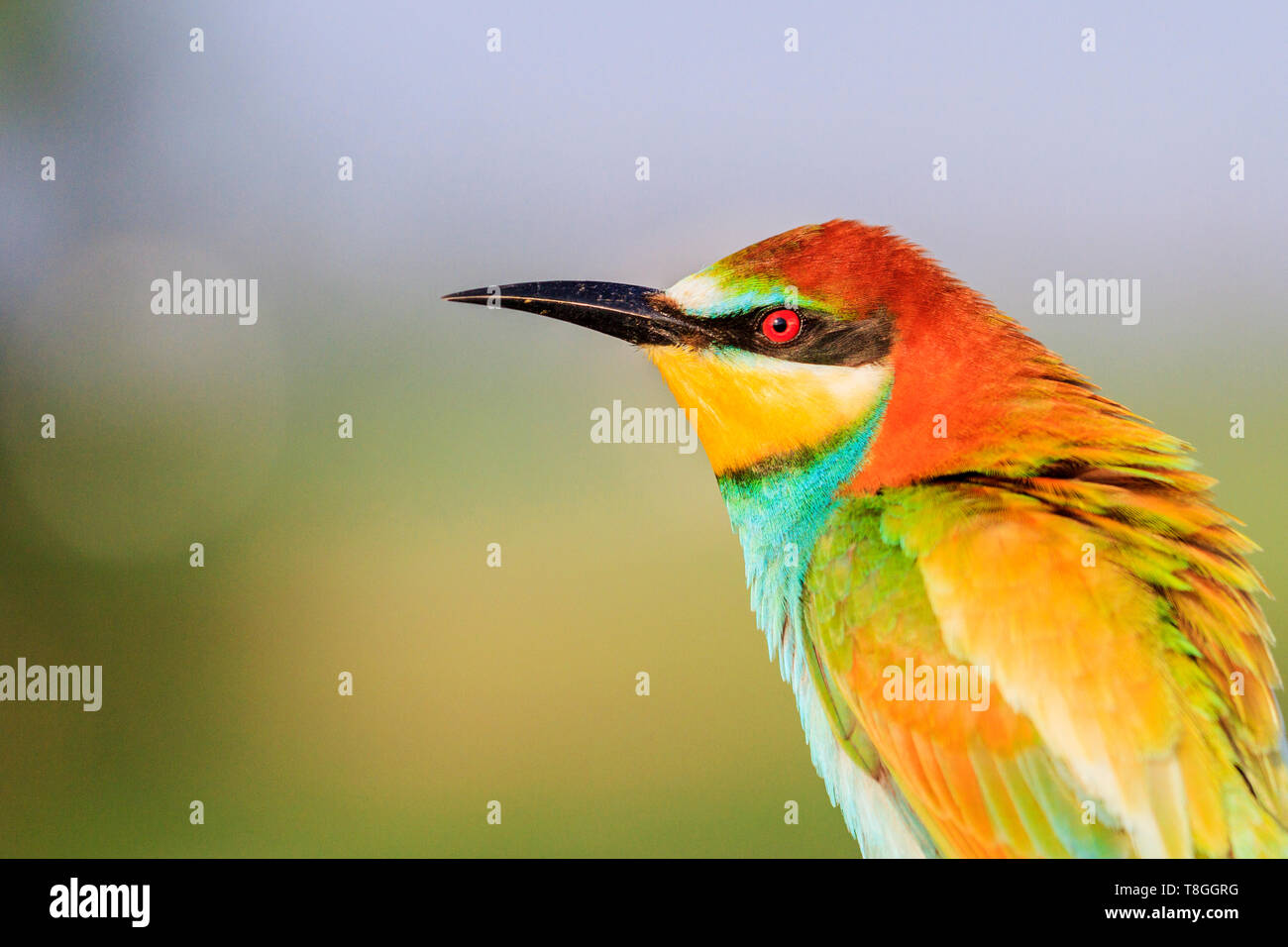 portrait of a beautiful colorful bird Stock Photo - Alamy