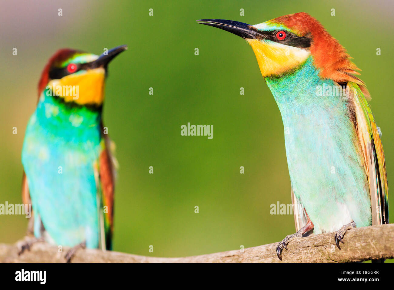 Chatting to each other hi-res stock photography and images - Alamy