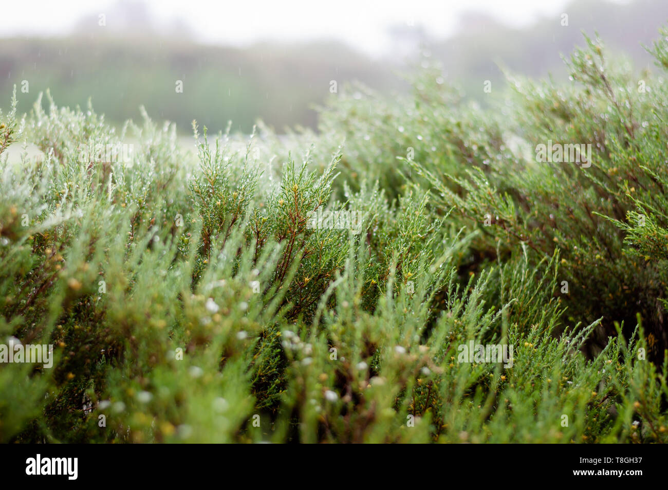 Plants fresh after the rain Stock Photo - Alamy