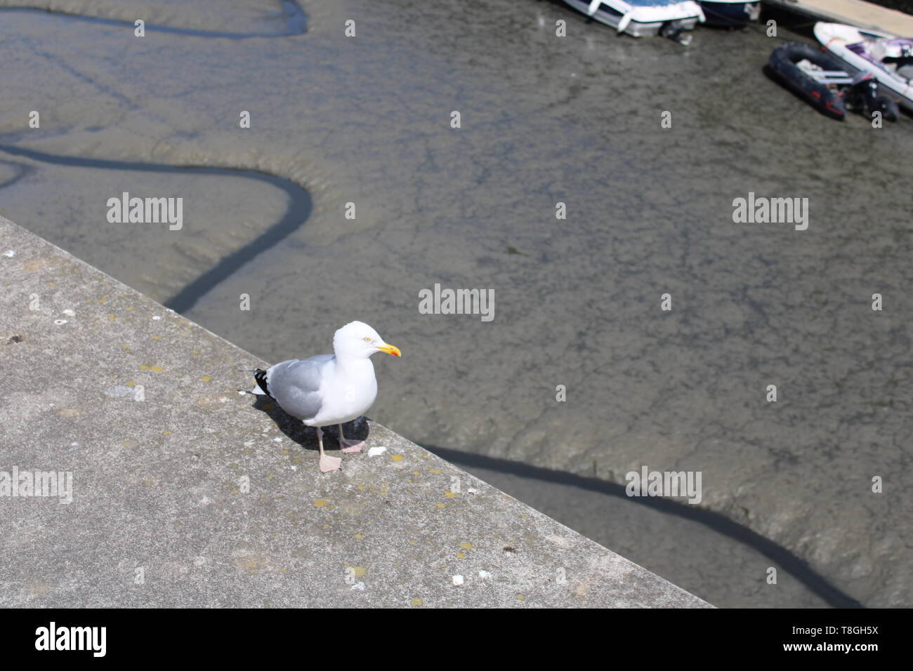 Seagull at Padstow working harbour Stock Photo - Alamy