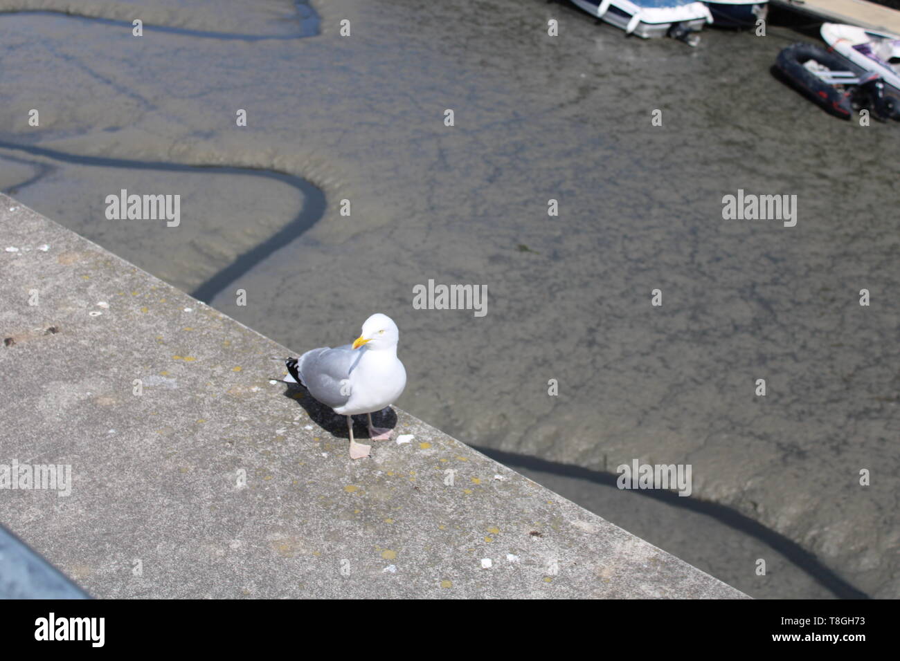 Seagull at Padstow working harbour Stock Photo - Alamy