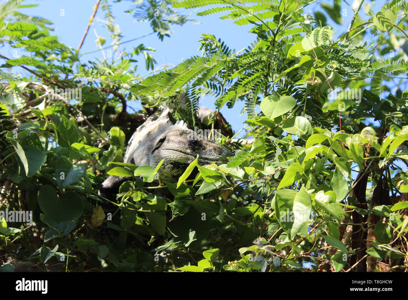 Mexican reptile hi-res stock photography and images - Alamy