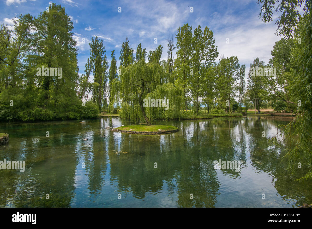 Photo of weeping willow reflection in the Fonti del Clitunno, Umbria ...